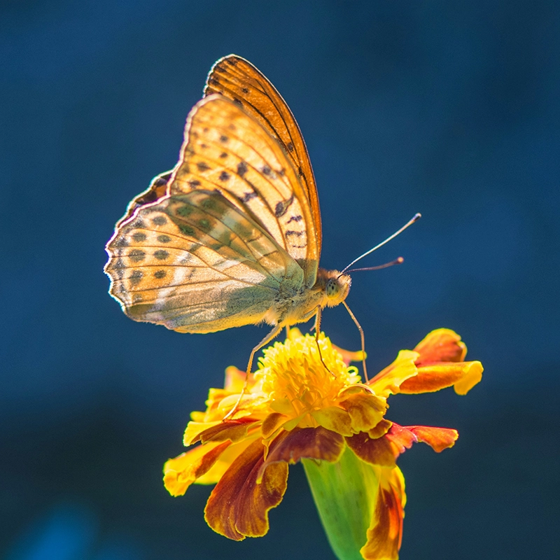 Overcoming Resistance to Change: Frameworks and Strategies for Success